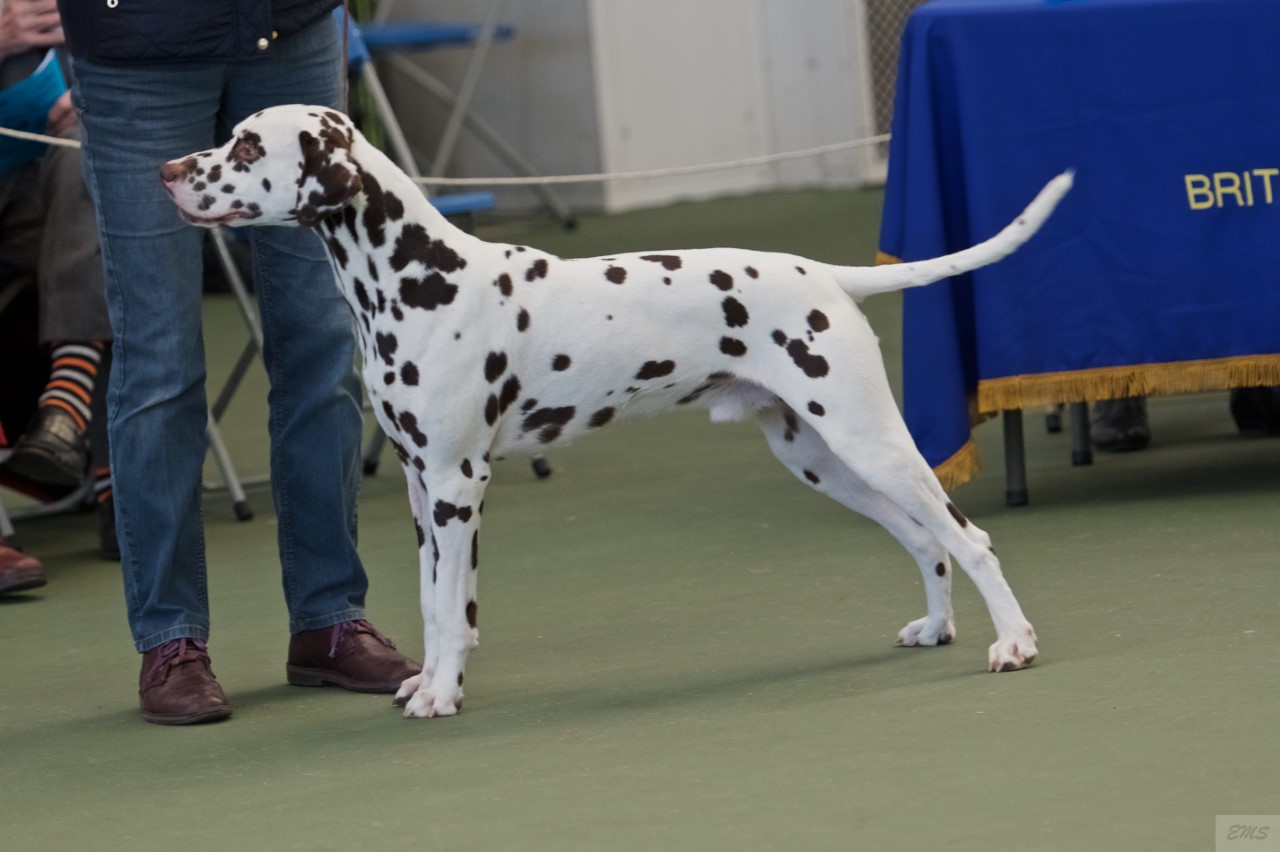 Dalmark Dalmatians: FEATURES