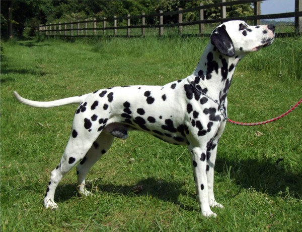Dalmark Dalmatians: FEATURES